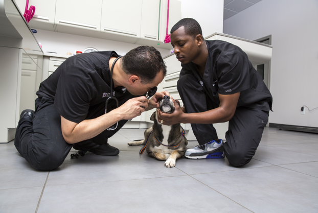 ‘The Vet Life’ Returns To Animal Planet | Black America Web