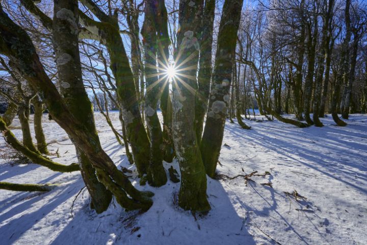 What Are Exploding Trees? The Science Behind This Phenomenon
